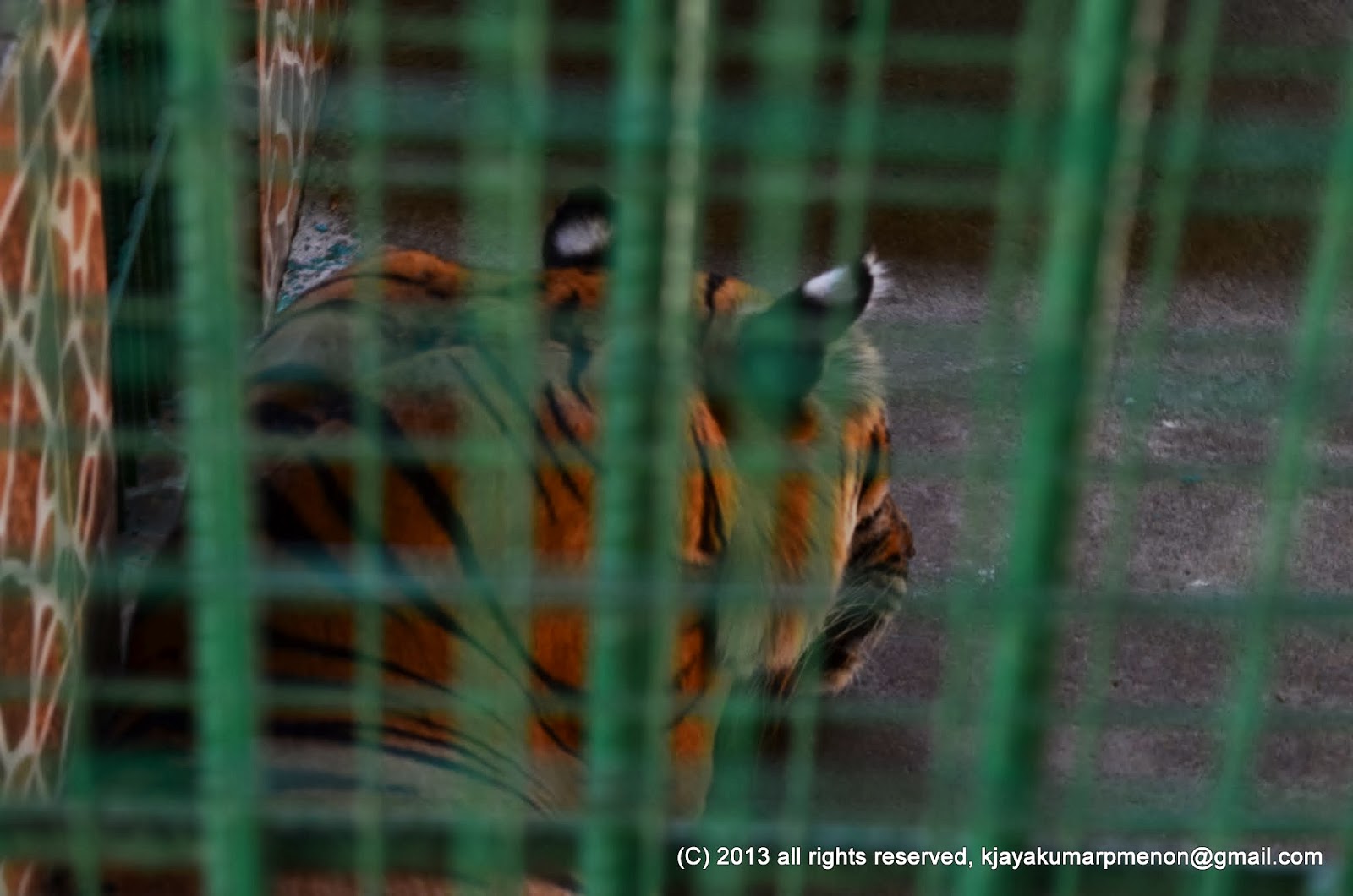 My Dreams and Journey: Animals at Noman Zoo, Oman