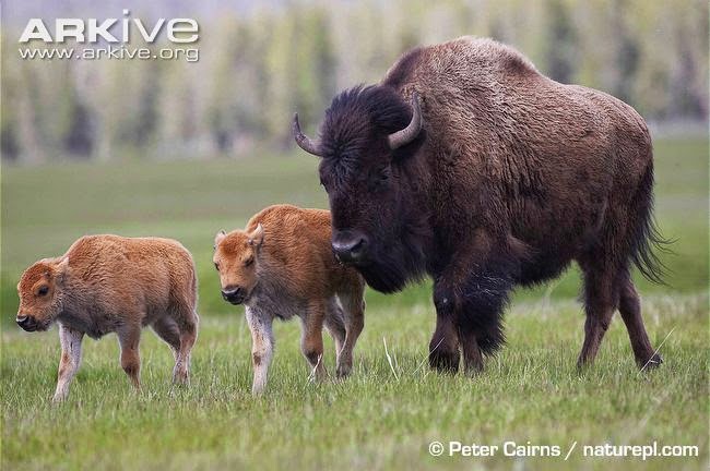 Fauna y flora endémica y algunos misterios de la fauna y flora: Bisonte ...
