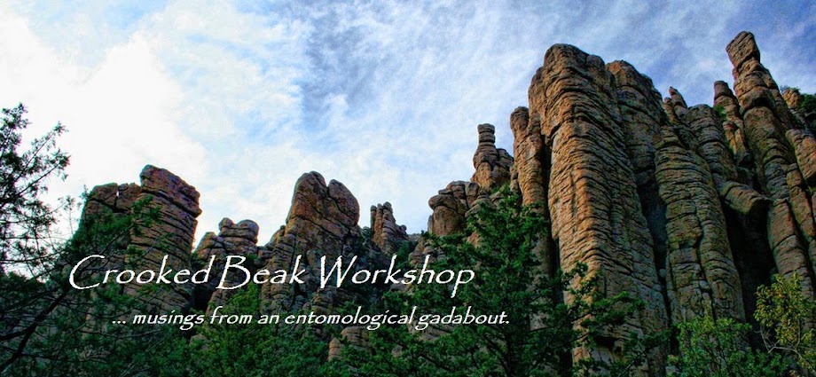 Crooked Beak Workshop: 60th Anniversary. “A Review of the Mexican Tiger ...