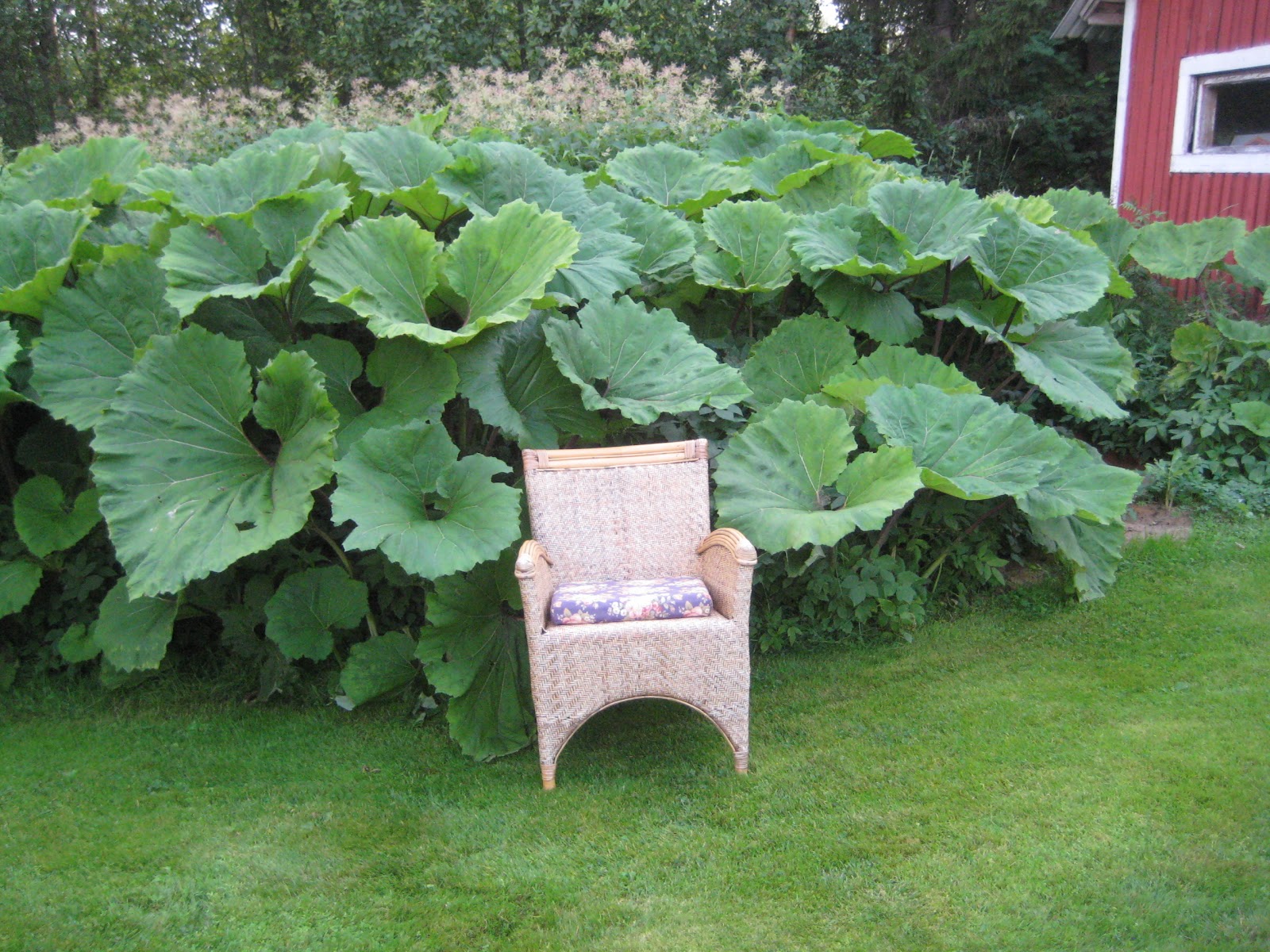 Metsätontun Ruusutarha: Ruusu ja ruttojuuri