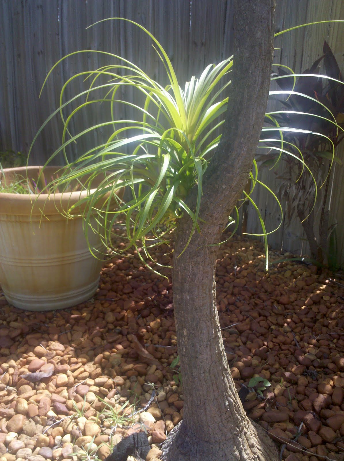 Written Permission: Back in the vacation backyard