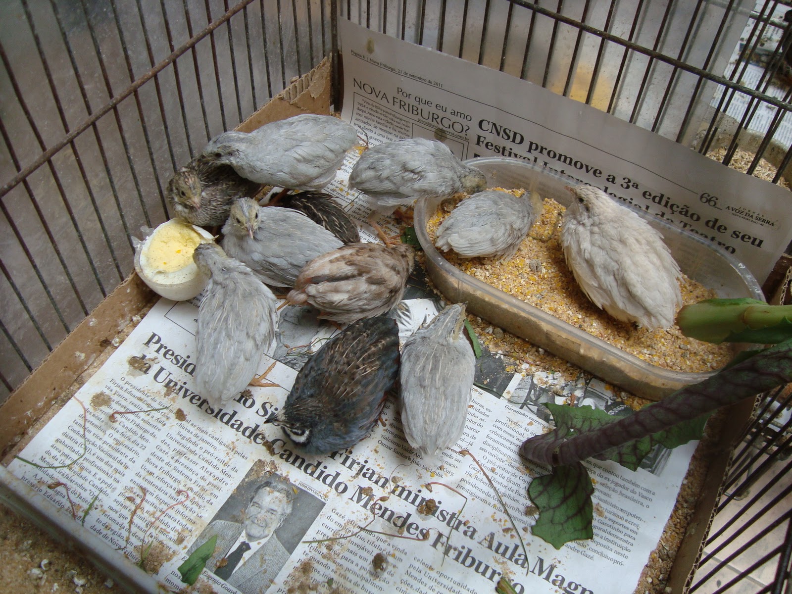 codorna chinesa: Codorna Chinesa Blue Face , Cinnamon (Canela) , Silver ...