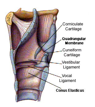 .: Medicina Islamica :.: Anatomi Larynx (Laring)