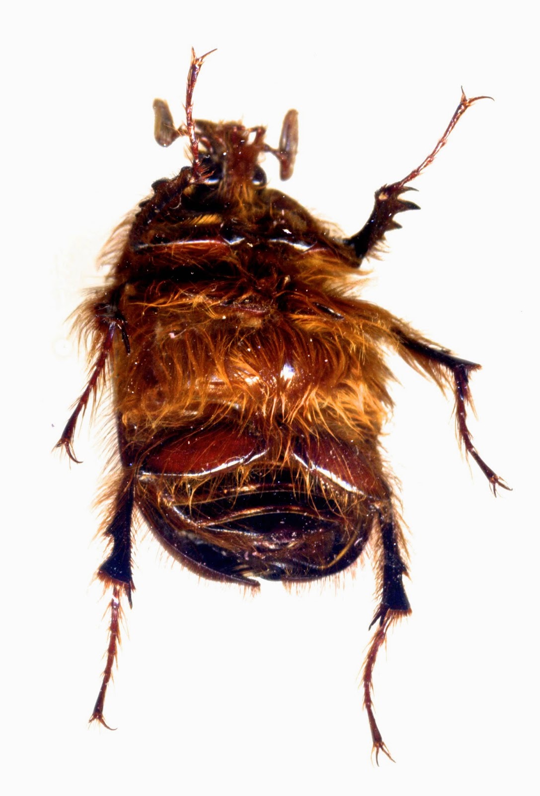 虫頭: フユセンチコガネ（Pleocoma badia hirsuta）Rain Beetle