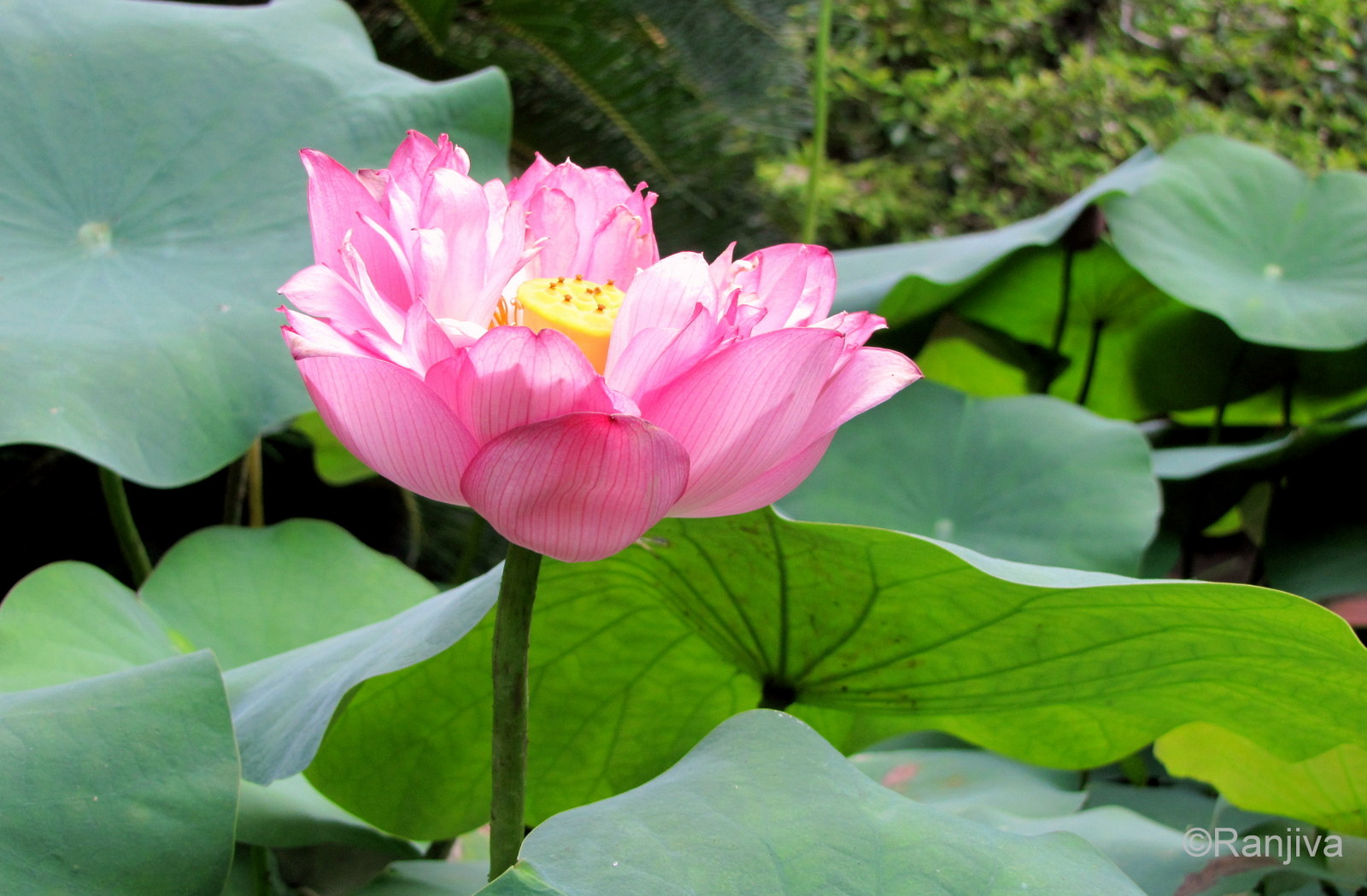 Le Lotus - Une fleur enchanteresse | Paysages et Fleurs au fil de l'eau