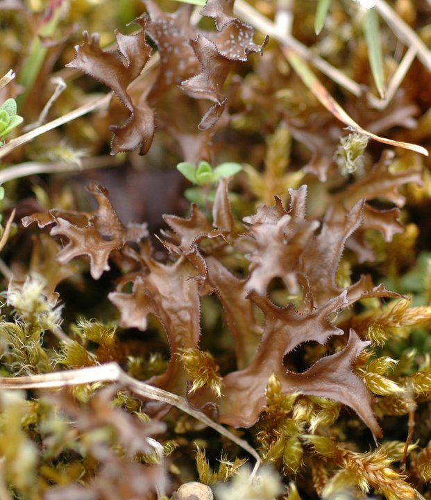 Исландски лишај - Cetraria islandica - Билки Лековити и Народна Медицина