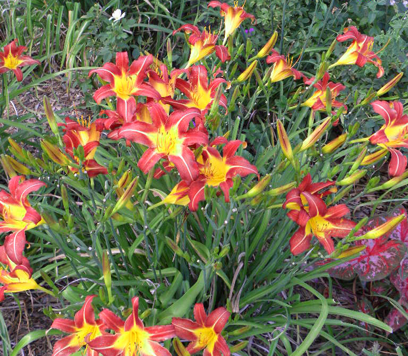 The Consummate Gardener: Florida Gardening and More