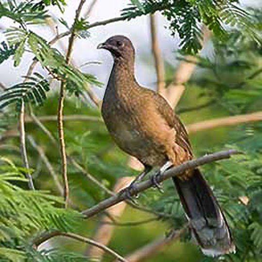 Bellas Aves de El Salvador: Ortalis leucogastra (chacha, pava ...