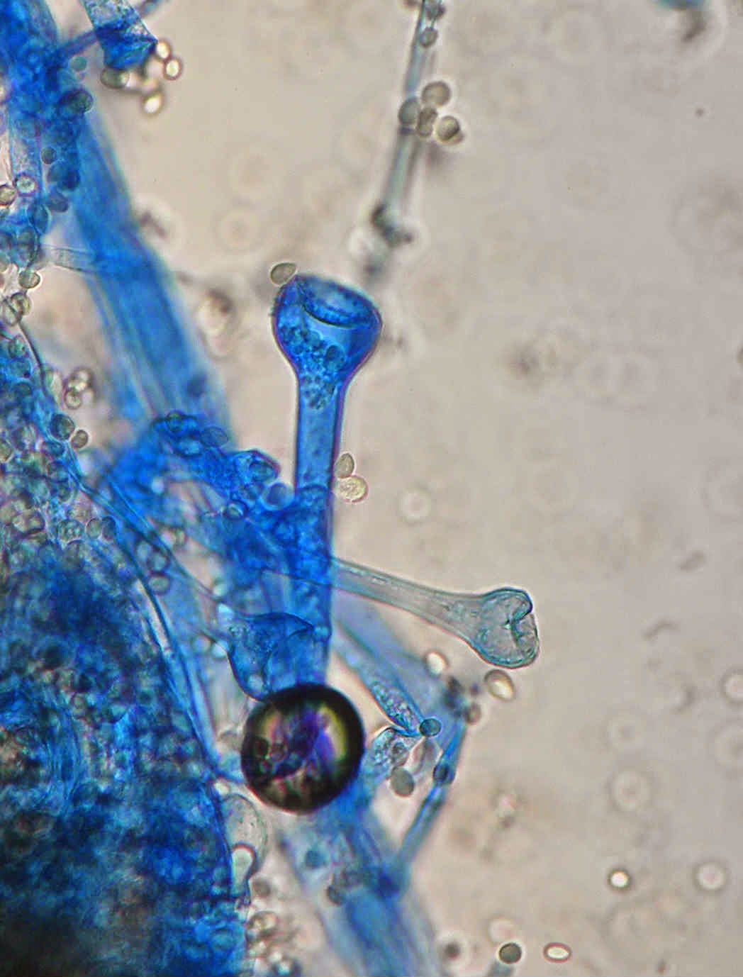 ATLAS MICOLOGIA: CUNNINGHAMELLA BERTHOLLETIAE