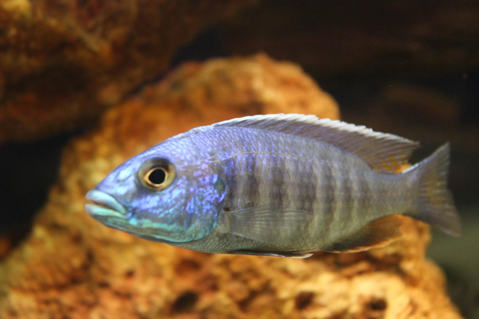 Oguz's Aquarium: Fish Species