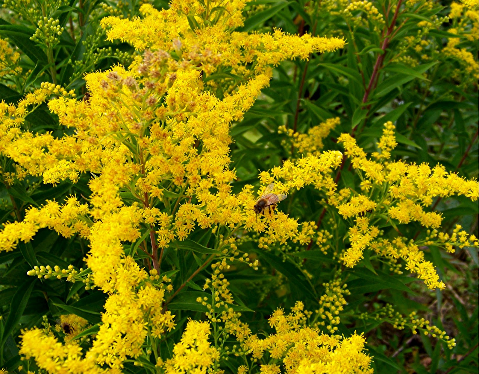 IVN-Bijentuin: Guldenroede (Solidago canadensis) en (Solidago virgaurea)