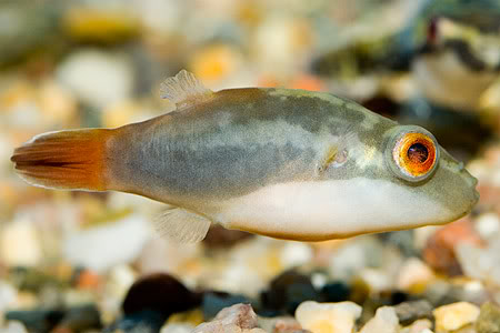 Red-tailed Red Eye Puffer (Carinotetraodon irrubesco) | INSPIRATOR