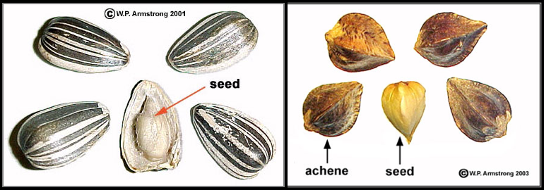 Leopards and Dragons: Wondrous Words Wednesday 29
