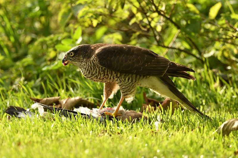 Steve Rogers birding: Sparrowhawk eating Woodpigeon