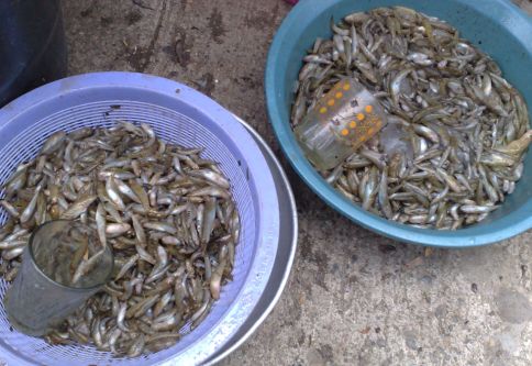 bunog/birut/bukto/palileng, mullet/goby fish ~ PINAKBET REPUBLIC