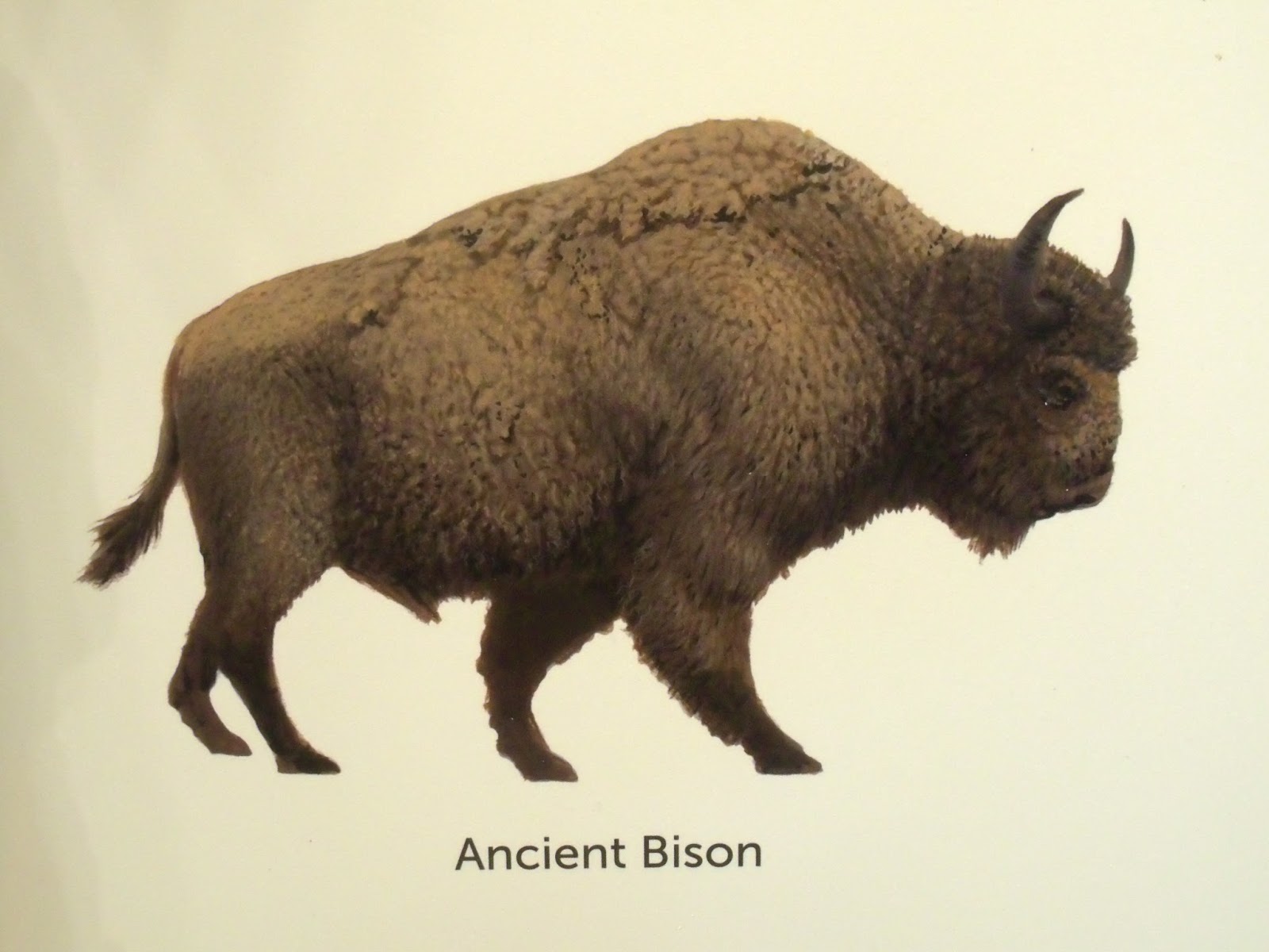 Letters for George: At Big Bone Lick