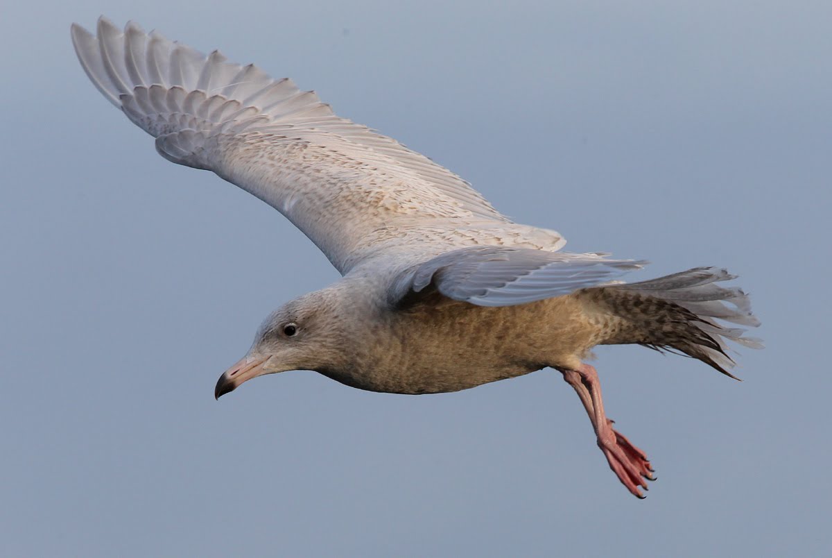Chris Gibbins - gulls & birds: White-winged Gull festival