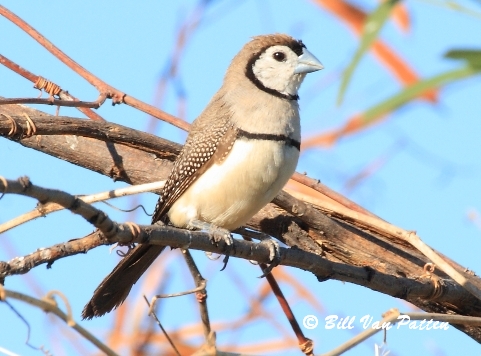 Australian Star Finches Pics and Informations & Wallpapers | World ...