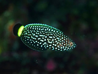 Jenis Dan Macam Ikan Hias Air Asin