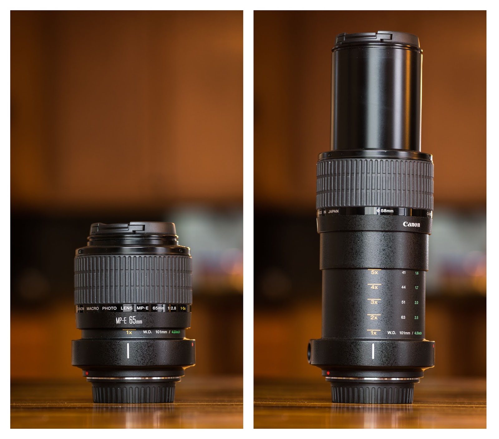 Matt's Photography Tips: Extreme Macro with the Canon 65mm 1-5x Lens