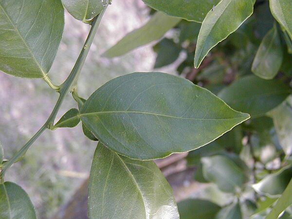 Ciências Biológicas: Morfologia Externa e Interna das Folhas