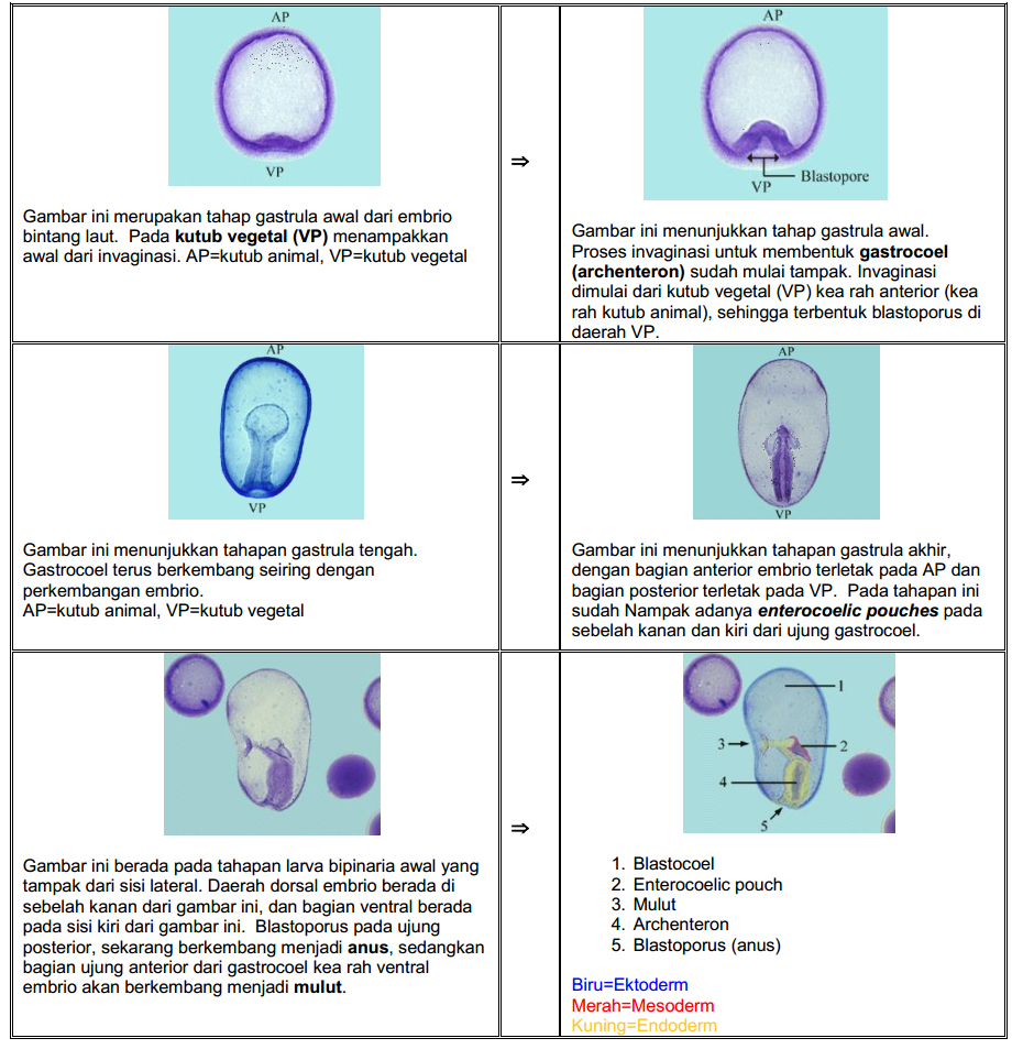 Pertumbuhan dan perkembangan embrio - jzanewjersey