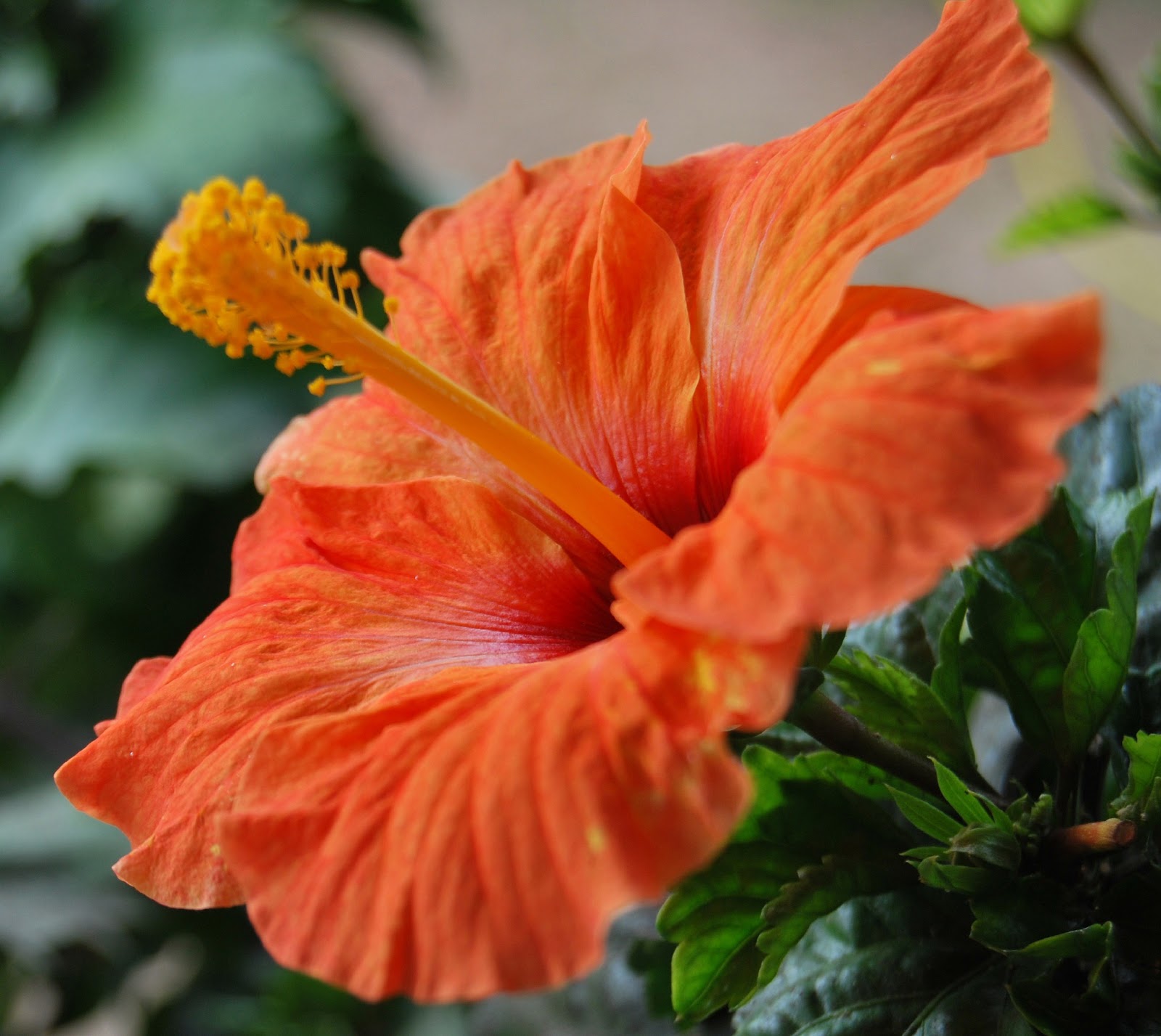 Fotos de flores: HIBISCUS DE VARIOS COLORES