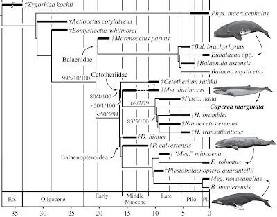 Species New to Science: [Cetology • 2013] The pygmy right whale Caperea ...