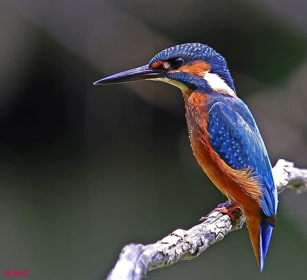 Loporzano 15 Lugares: MARTIN PESCADOR