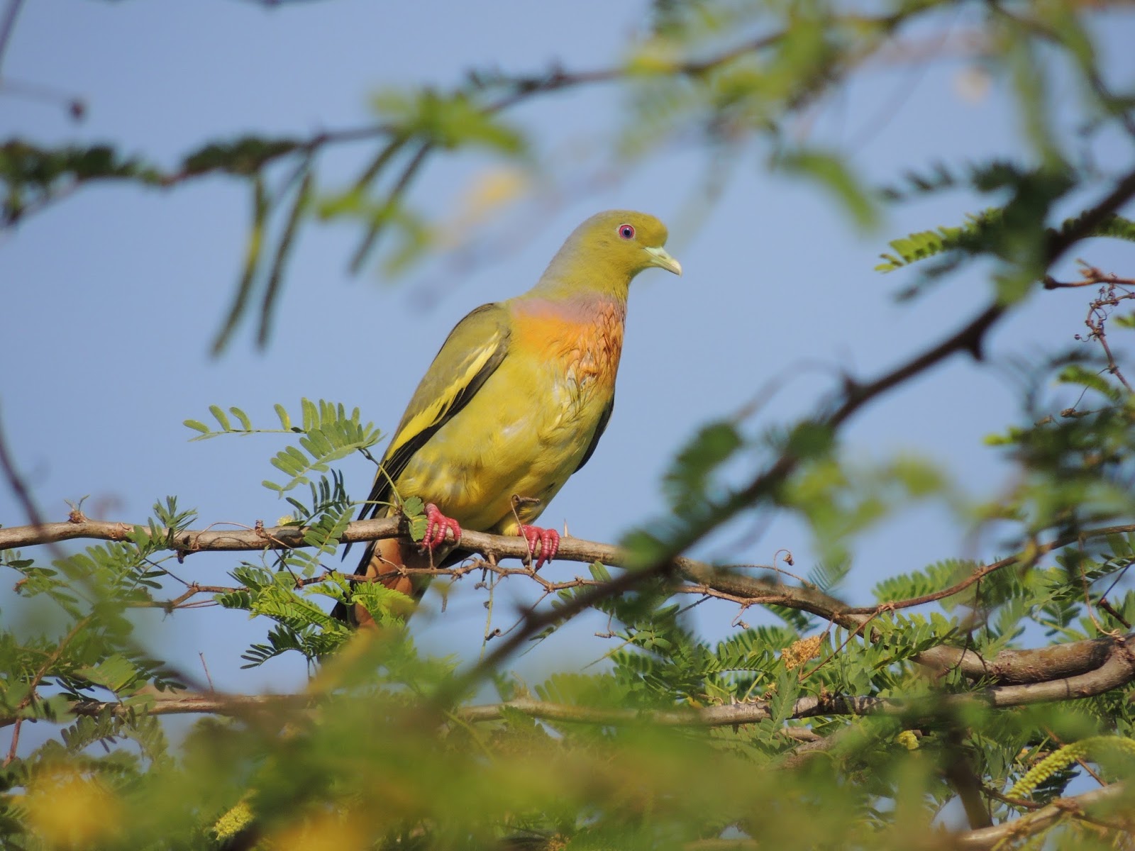 Dera's bio-diversity: Orange-breasted Green Pigeon