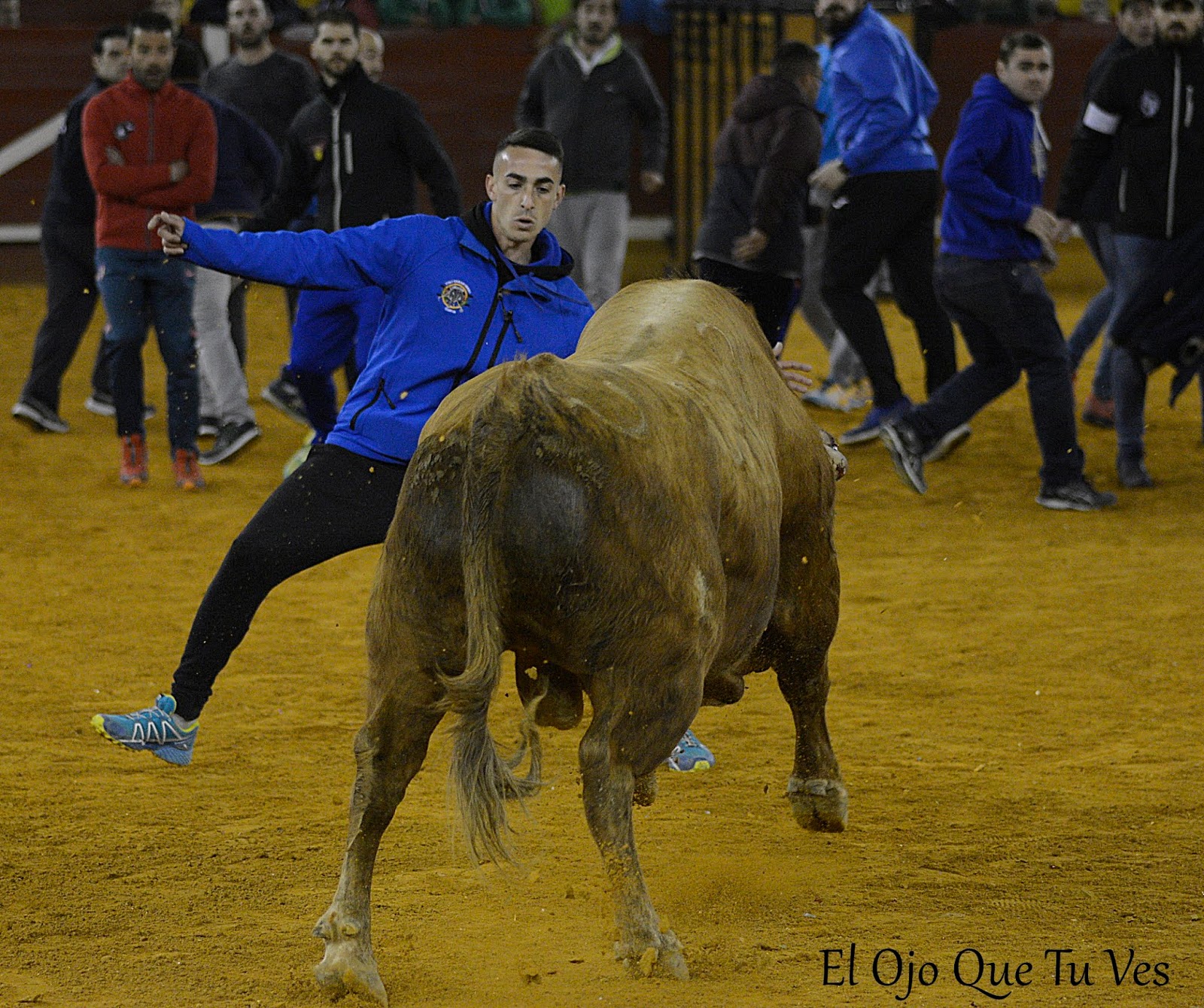 ILLESCAS TORO DEL MILAGRO