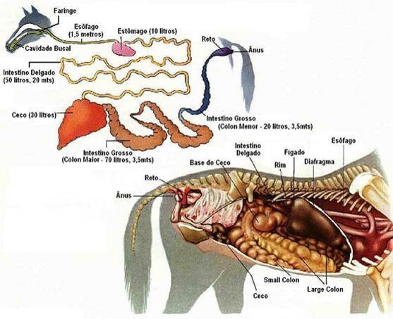 AnatoVet: SISTEMA DIGESTÓRIO - INTESTINO