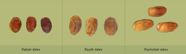 The Best Articles about Quraanic Fruits and Health: Dates