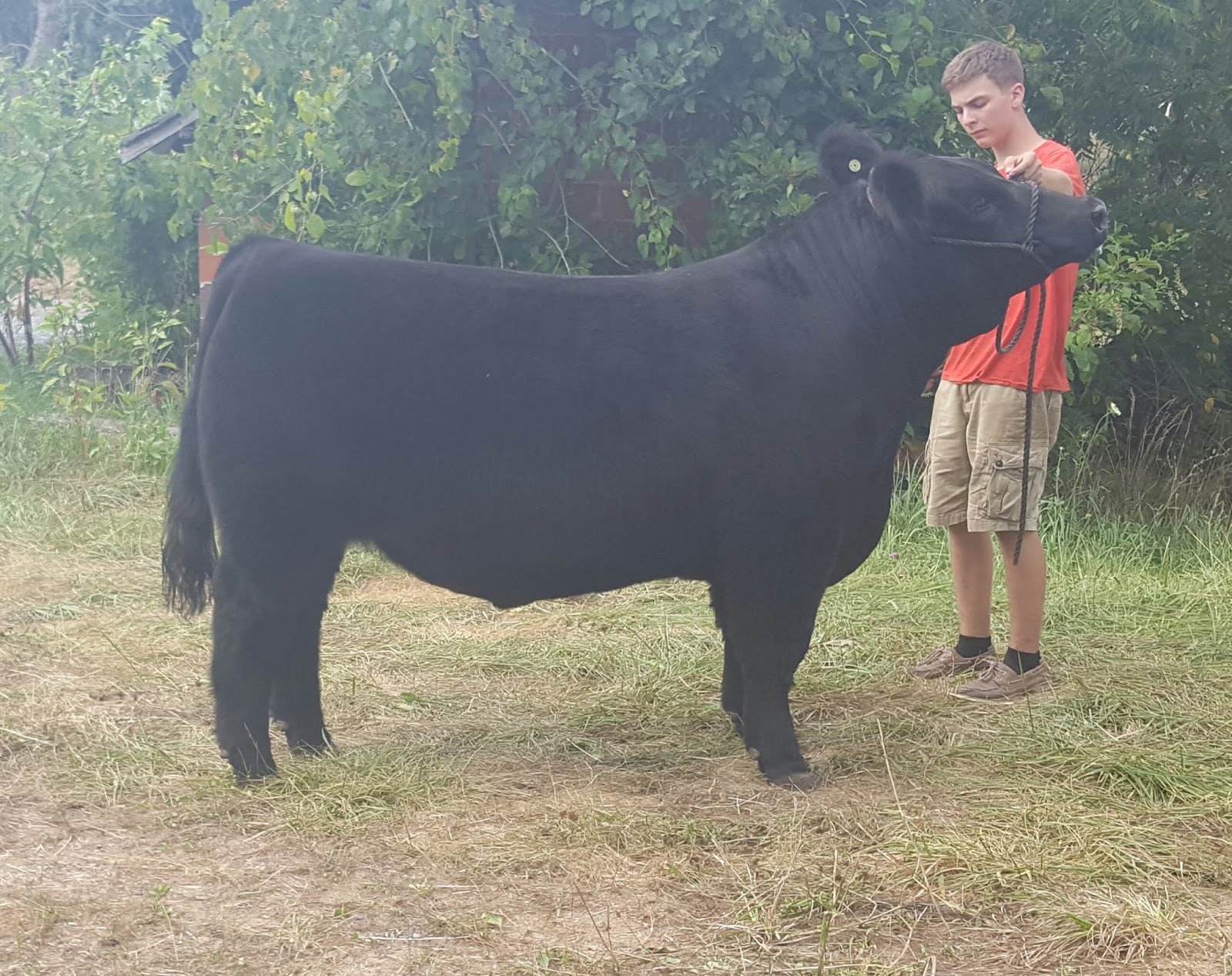 RCC Blog: Champion steer Frederick County, Va Sired by: Mab Shown by ...