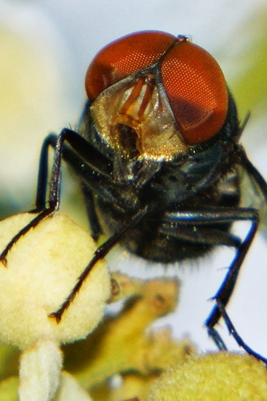Compound Eyes of Insects