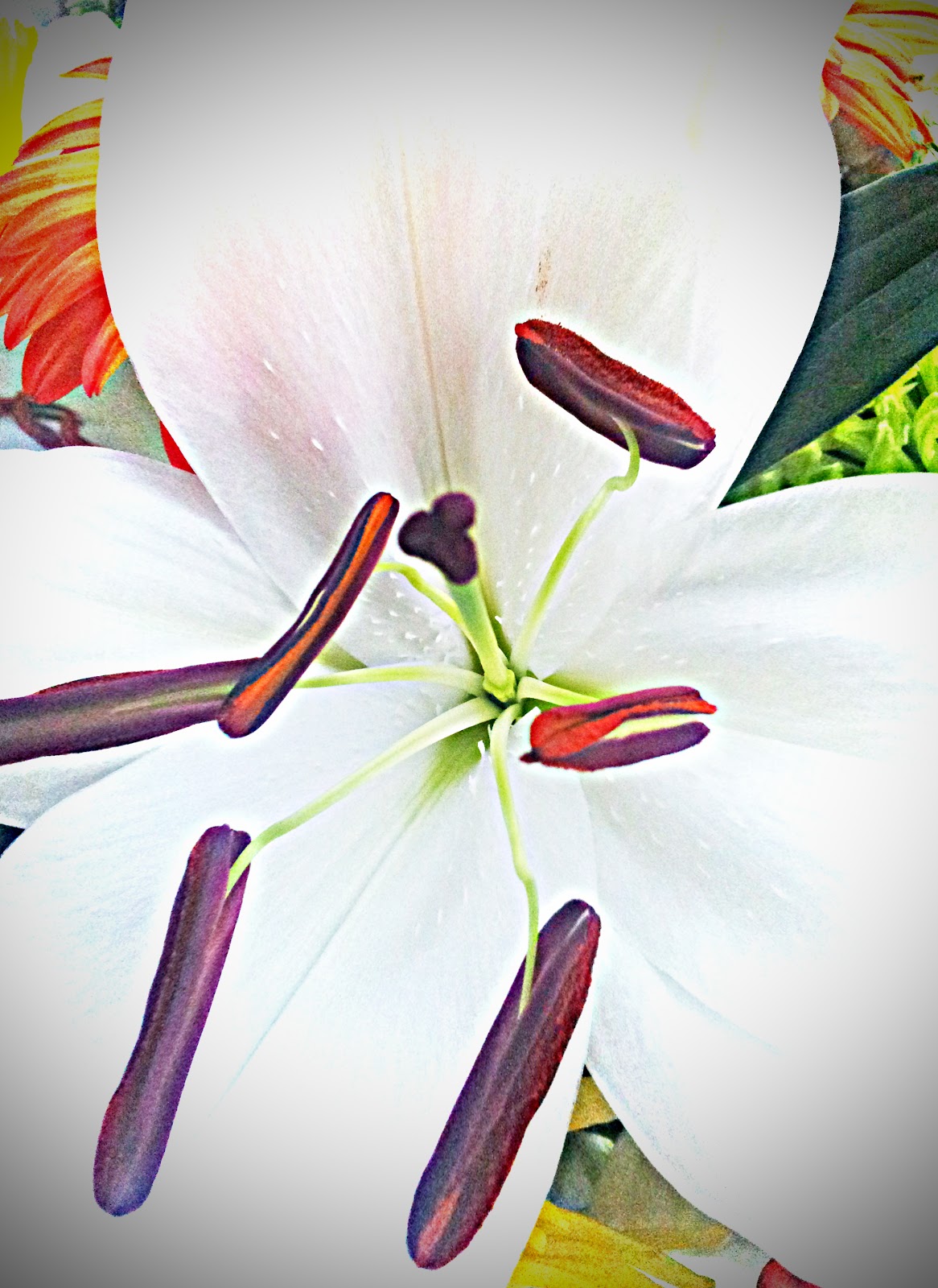 LORRAINE RIMMER: PHOTOGRAPHS