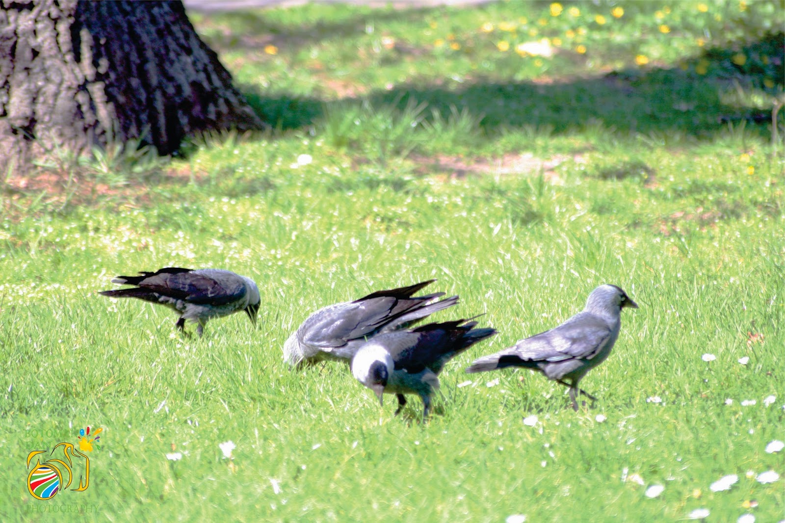 Da Culoare Vietii: S-au intors ciorile la Timisoara