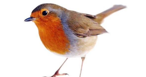 O cão que fuma...: Ajudando o passarinho...