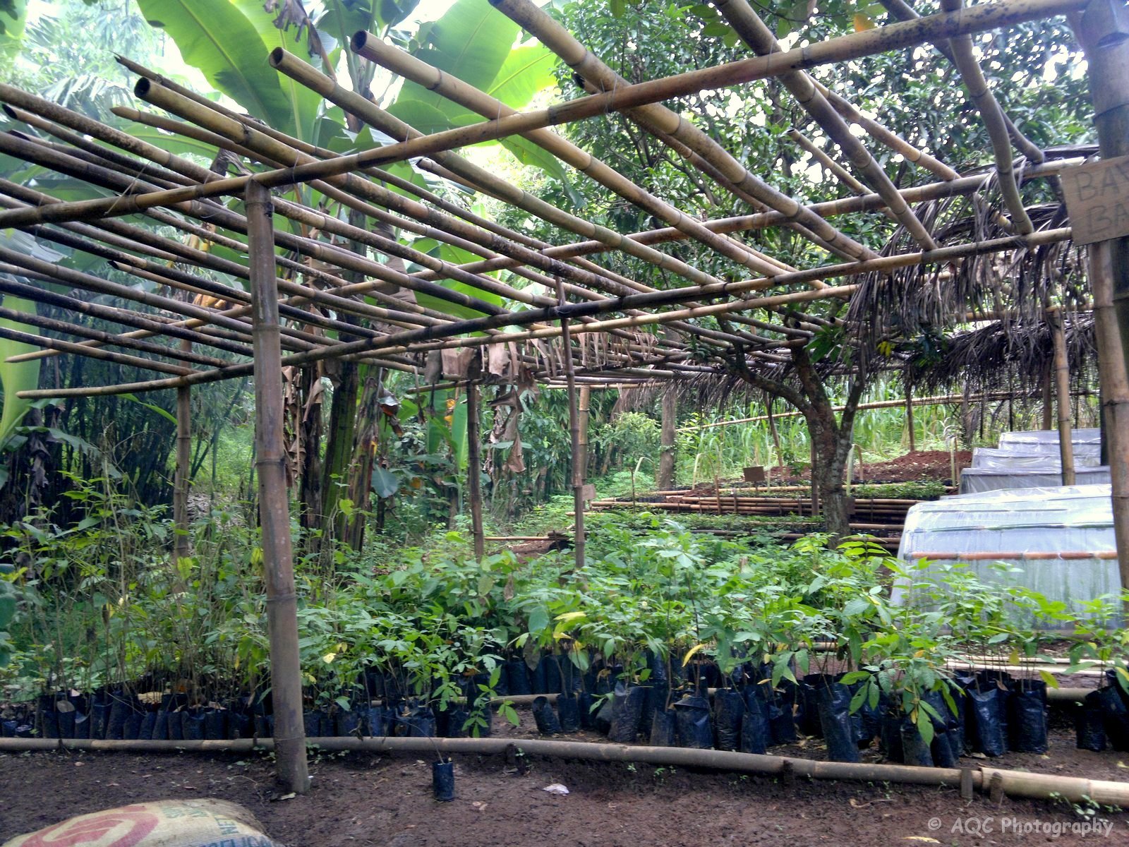 Coca Cola Nationwide Tree Planting at Sapinit ~ Cheftonio's Blog