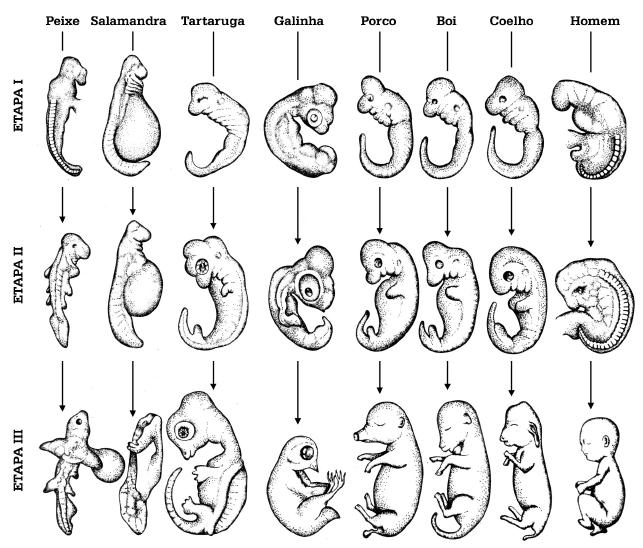 Biologia em Evidência - Um Ensaio sobre a Vida: PRINCÍPIOS DE ...