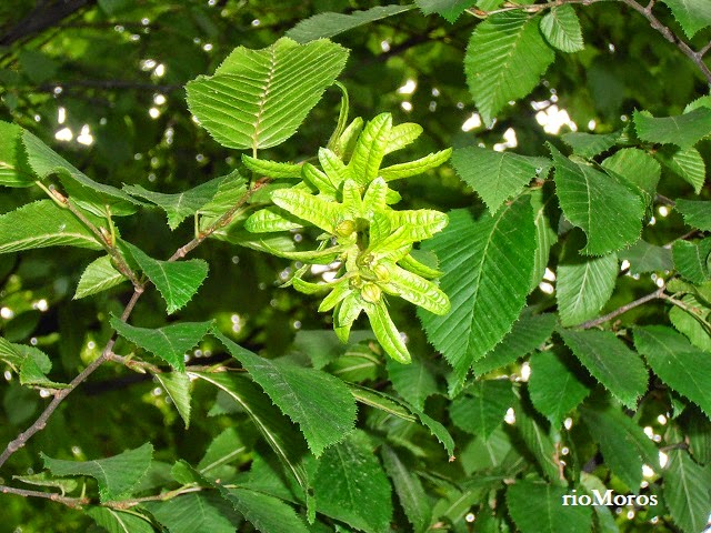 CARPE: Carpinus betulus | Plantas rioMoros