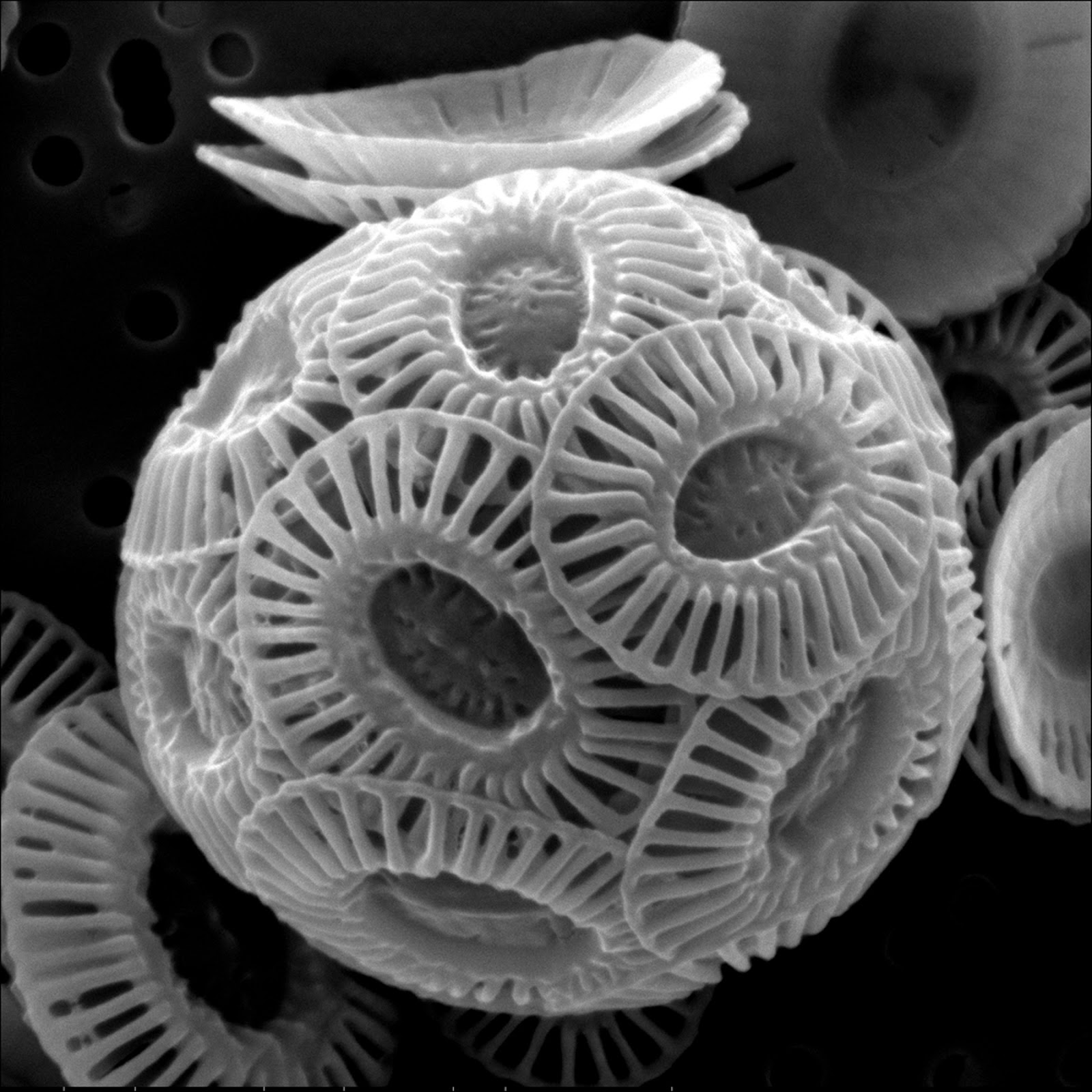 Paleontología y Evolución en la UCM: El fascinante mundo de los ...