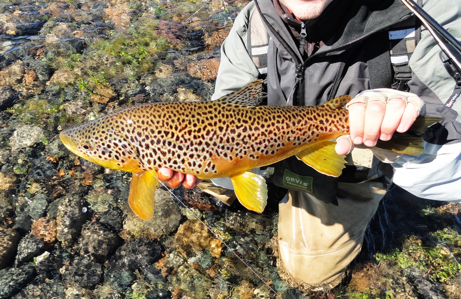 Excursiones de pesca con mosca - Fly Fishing Trips