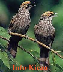 MENGENAL JENIS-JENIS BURUNG CUCAK ROWO