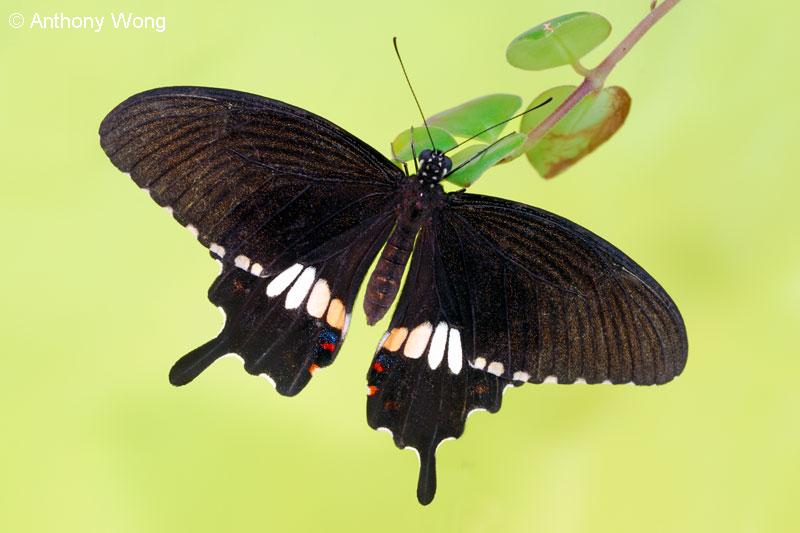 Butterflies of Singapore: Life History of the Common Mormon