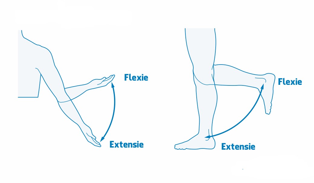 train yourself: Sistemul muscular si tipurile de miscare