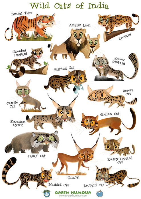 Abe's Animals: Cats of India