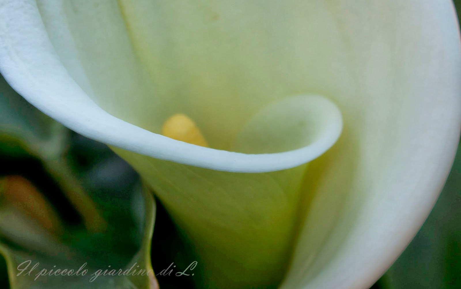 Il piccolo giardino di L.: Un grande classico: la calla (Zantedeschia ...