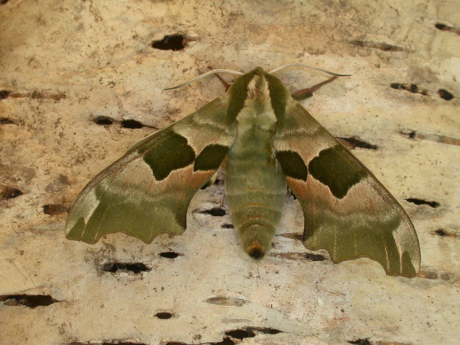 Darley Dale Wildlife: April 2011