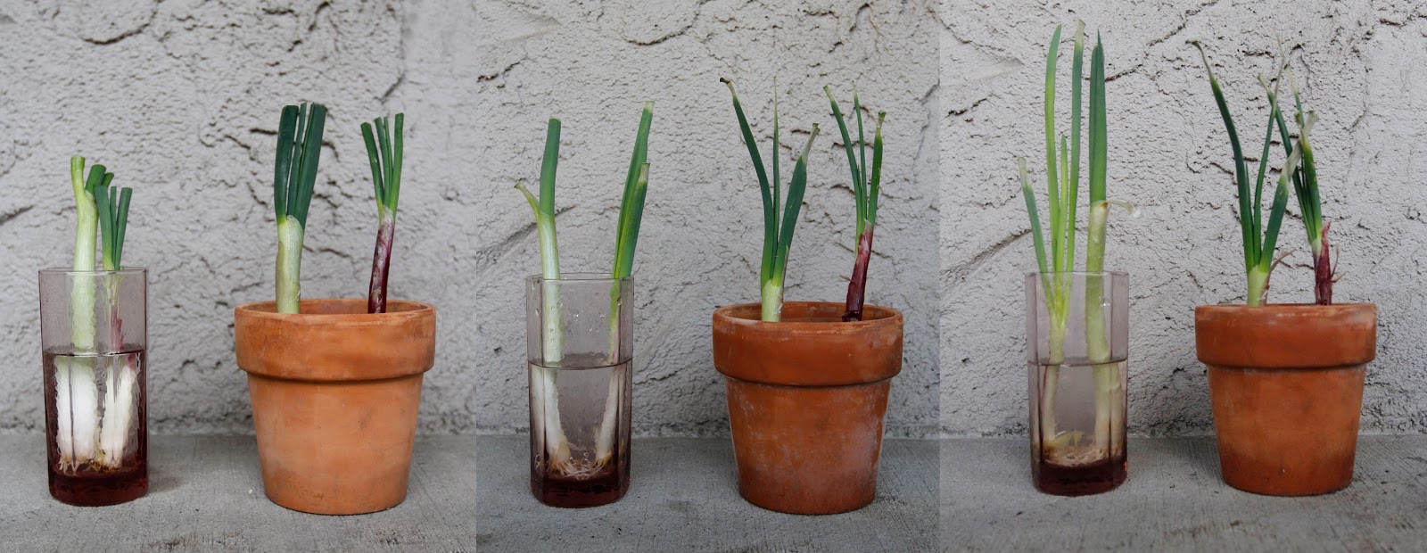 My First Garden: How to regrow green onions from scraps in water vs. soil